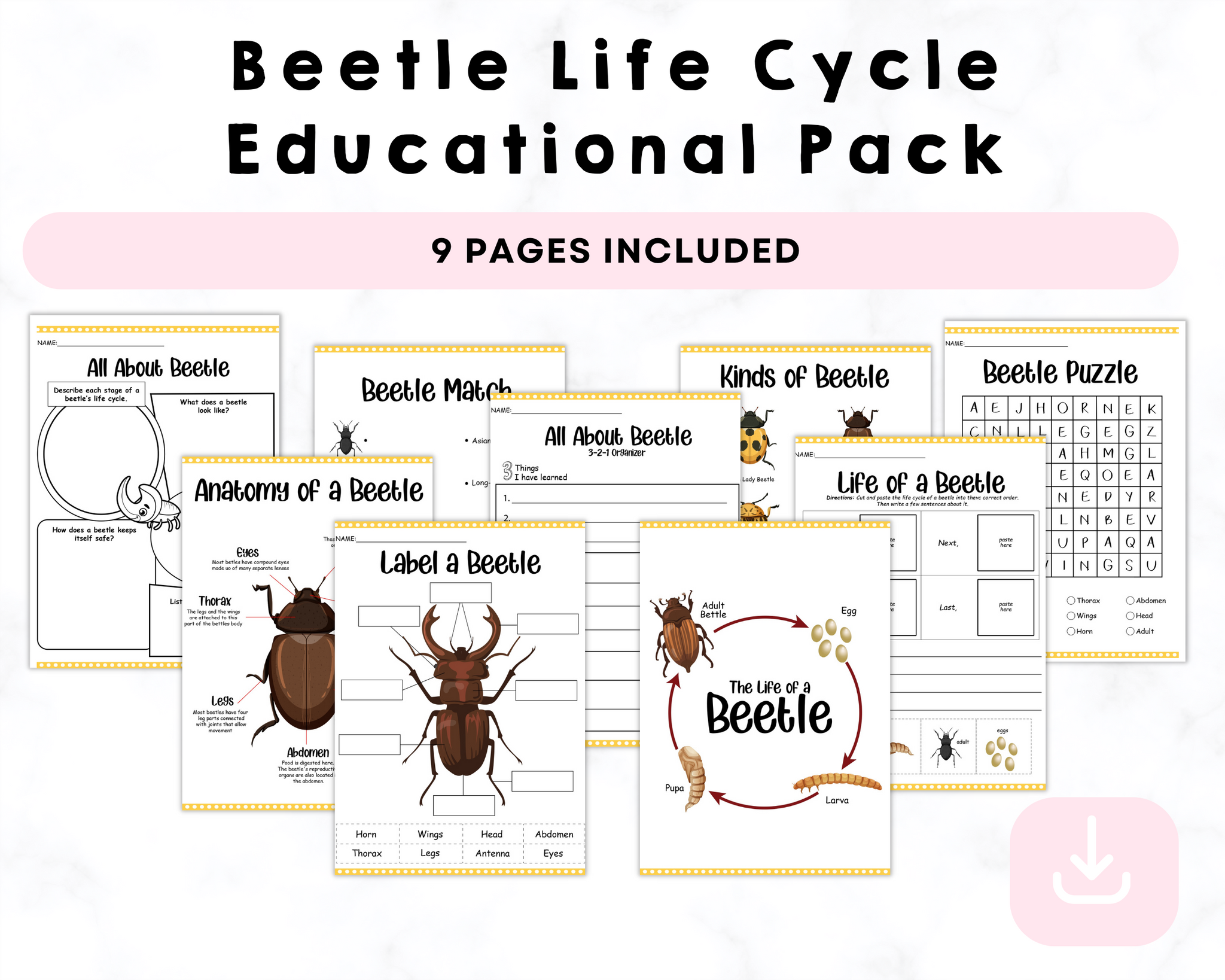 Beetle Life Cycle Educational Pack Printable – CrystalandComp
